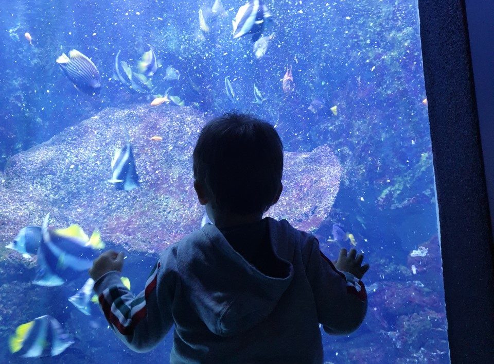 On a testé : l'Aquarium de Lyon en famille